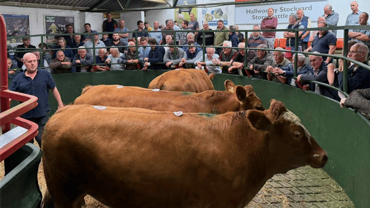Hallworthy Livestock Market Report: Thursday, August 14 | cornish-times ...