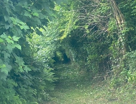 Planning: Council refuse permission to remove hedgerow | cornish-times ...