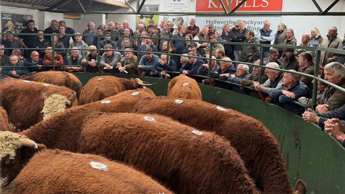 Hallworthy Livestock Market Report: Thursday, October 9 | cornish-times ...