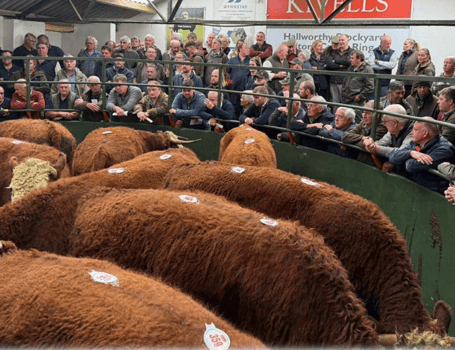 Hallworthy Livestock Market Report: Thursday, October 9 | cornish-times ...