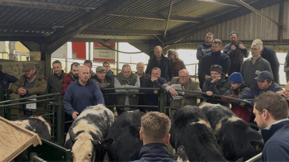 Hallworthy Livestock Market Report: Thursday, November 13 | cornish ...