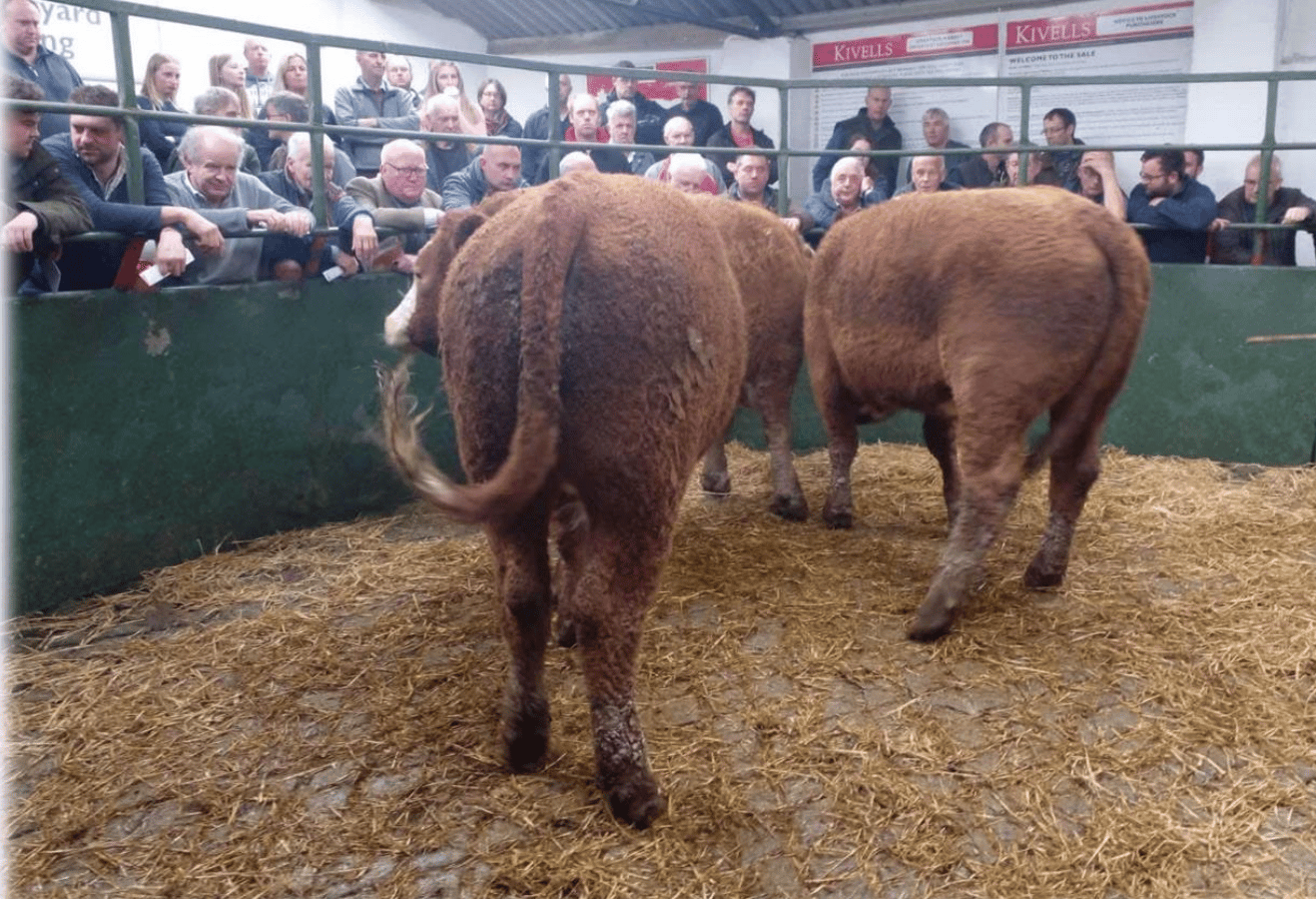 Hallworthy Livestock Market Report: Thursday, November 20 | cornish ...