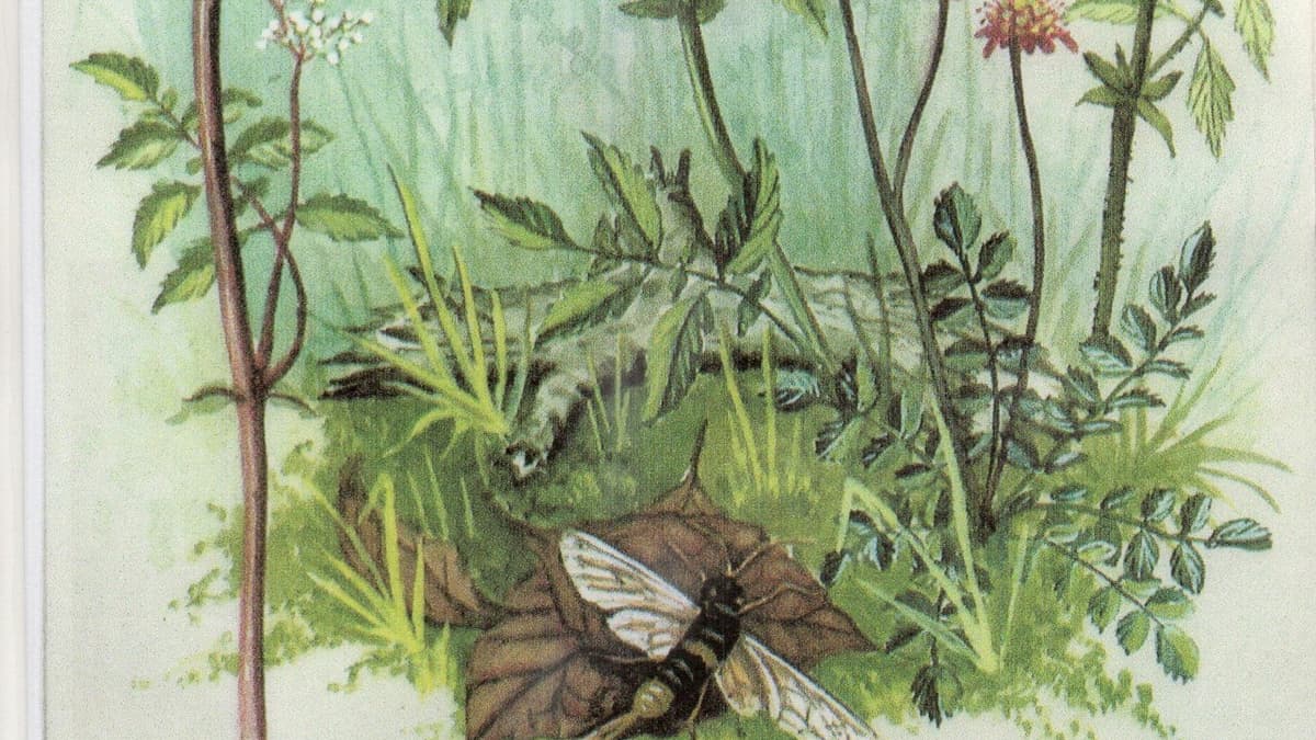 Times Past: ‘The finest living botanical illustrator’ | cornish-times.co.uk