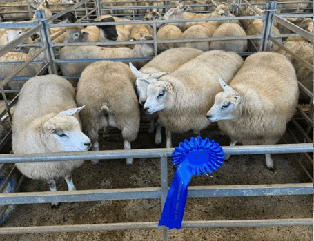 Hallworthy Livestock Market Report: Thursday, December 4 | cornish ...