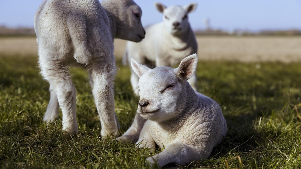 National Sheep Association calls on dog owners to help tackle sheep ...