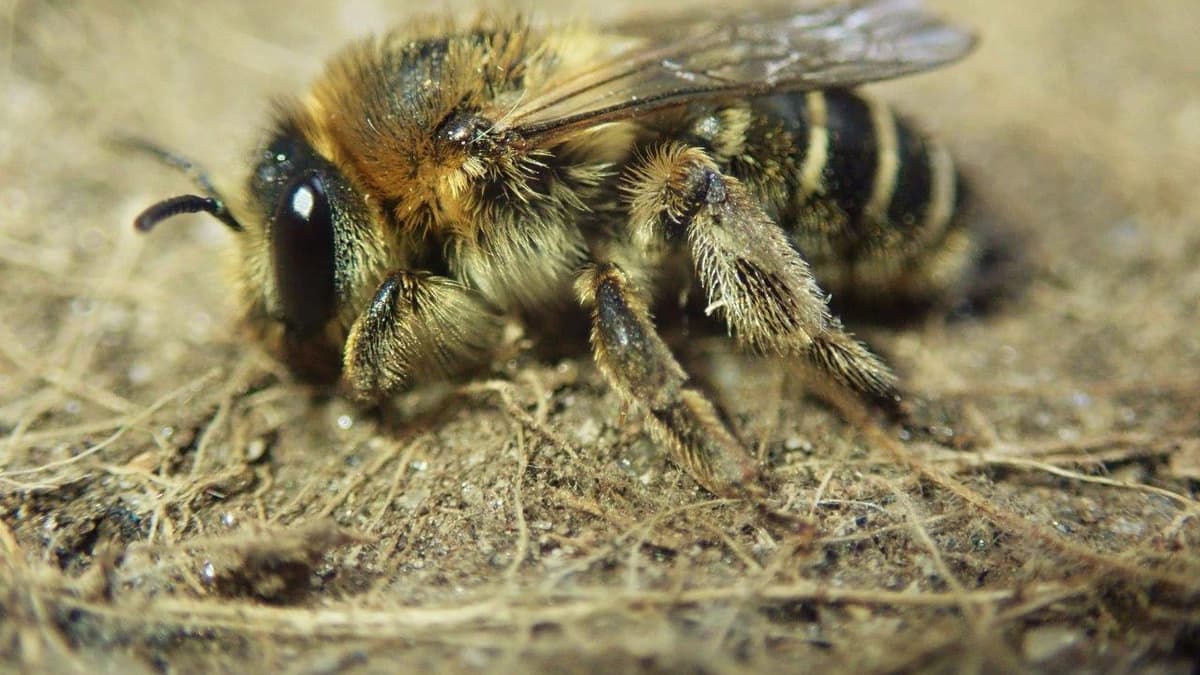 Researchers make exciting bee discovery in Cornwall | cornish-times.co.uk