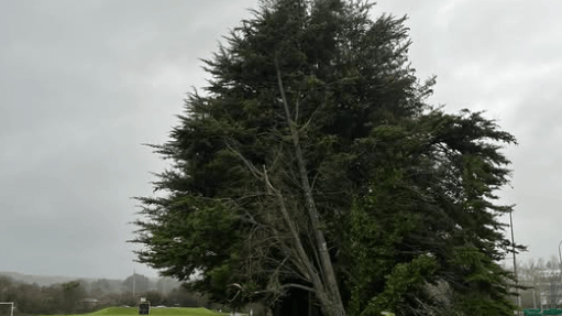 Tree hazard forces closure of part of Par Track | cornish-times.co.uk
