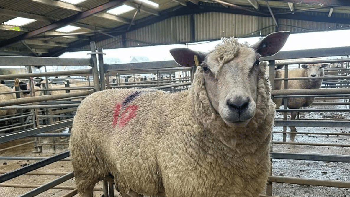 Hallworthy Livestock Market Report: Thursday, March 5 | cornish-times.co.uk